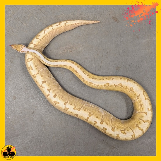2200g RTB Bamboo Pinstripe Ultramel Ball Python by SNKE LTD