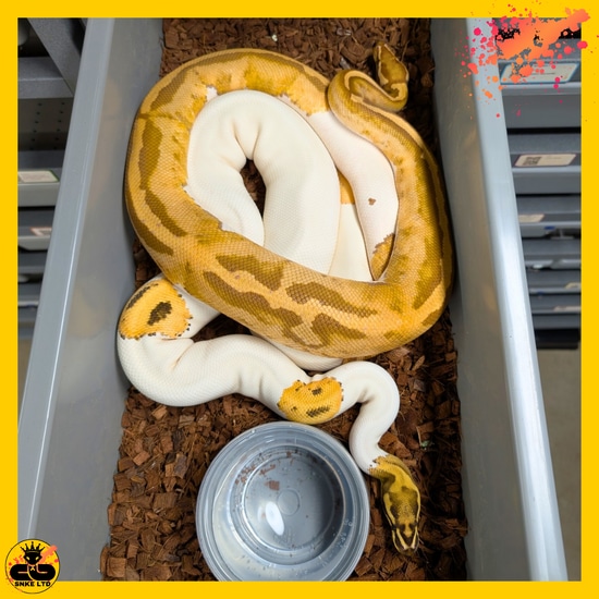 1.1 Ultrapied Breeding Pair OVULATING Ball Python by SNKE LTD