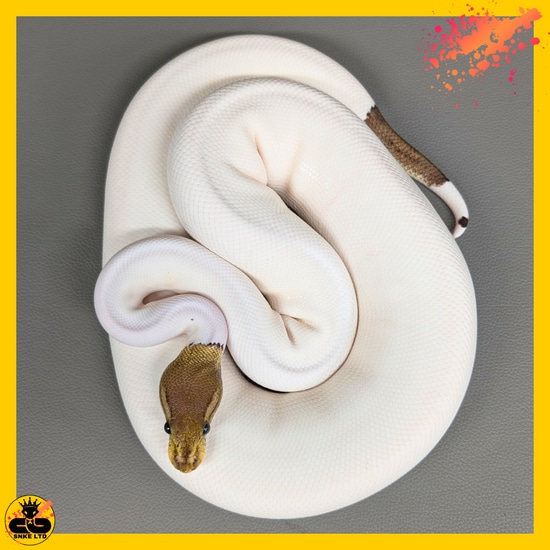 B1G1 FREE! 980g Pewter Pied 100% Het Ultramel Ball Python by SNKE LTD