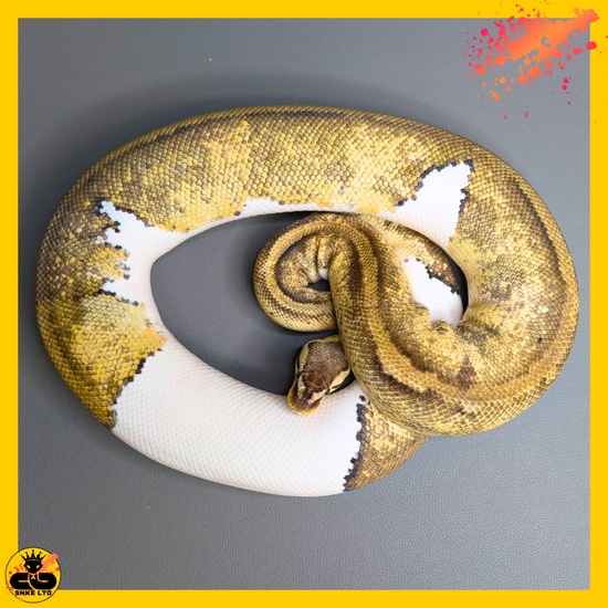 2600g PB RTB Super Pastel Pied Het Clown Ball Python by SNKE LTD