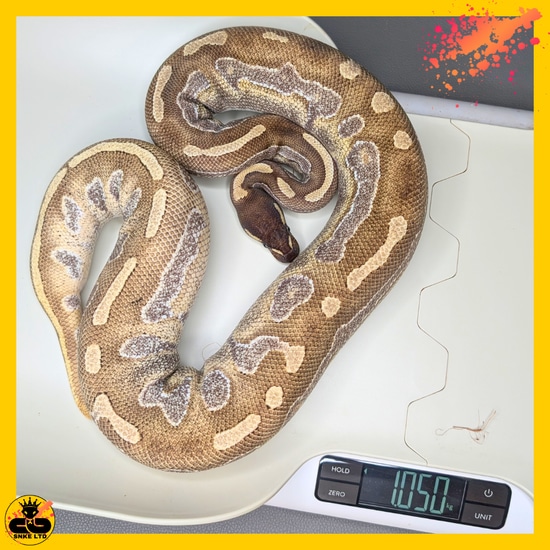 BOGO! 1000g Enchi BH Moj Het Hypo 50% DH Pied Black Ax Ball Python by ...