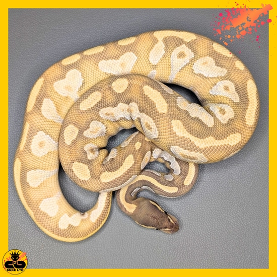 B1G1 FREE! 1000g Mojave Enchi Hypo 50% DH Pied Black Ax Ball Python by ...