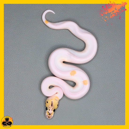 $1K SALE! OD YB Firefly Clown Pied Ball Python by SNKE LTD