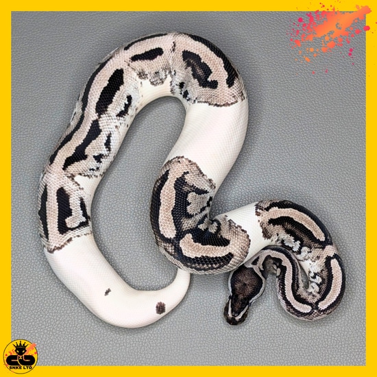 MJ Lightning Pied 100% Het Clown (OD Blade) 450g Ball Python by SNKE LTD