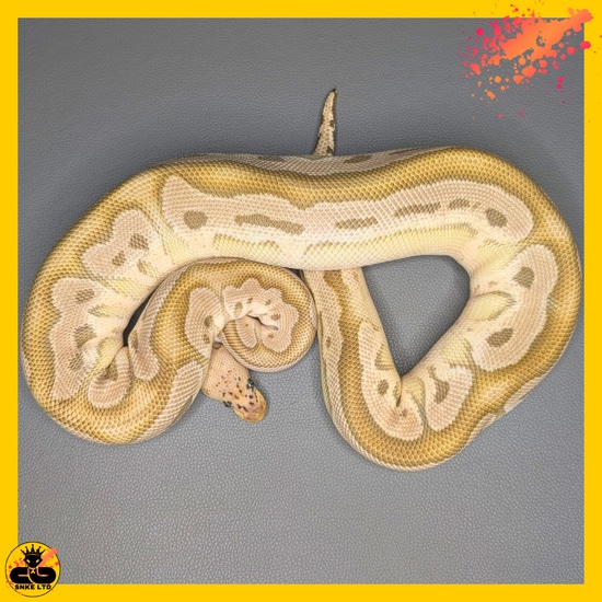 50% OFF RTB Clown 100% DH MJ Axanthic Pied Pastave OD Blade Ball Python by SNKE LTD
