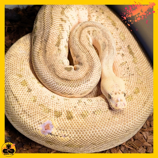 2600g RTB OD Leo Firefly Clown 100% Het Pied Ball Python by SNKE LTD