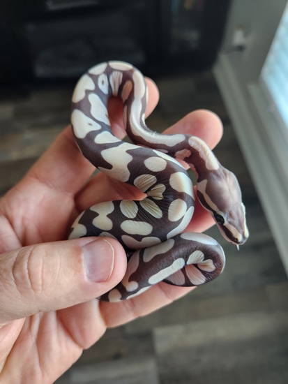 Scaleless Het VPI Axanthic Ball Python by JnBran morphs