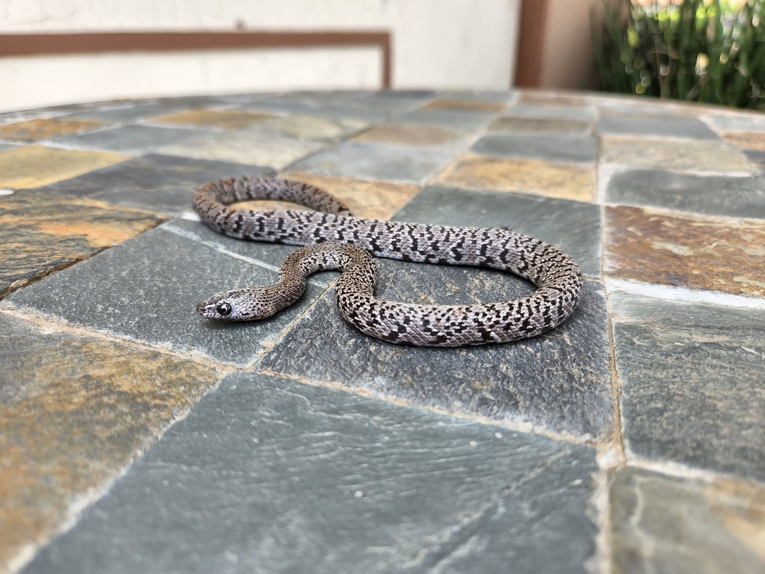 Davis Mountain - Observatory Rd Gray-banded Kingsnake by JnB Reptiles ...