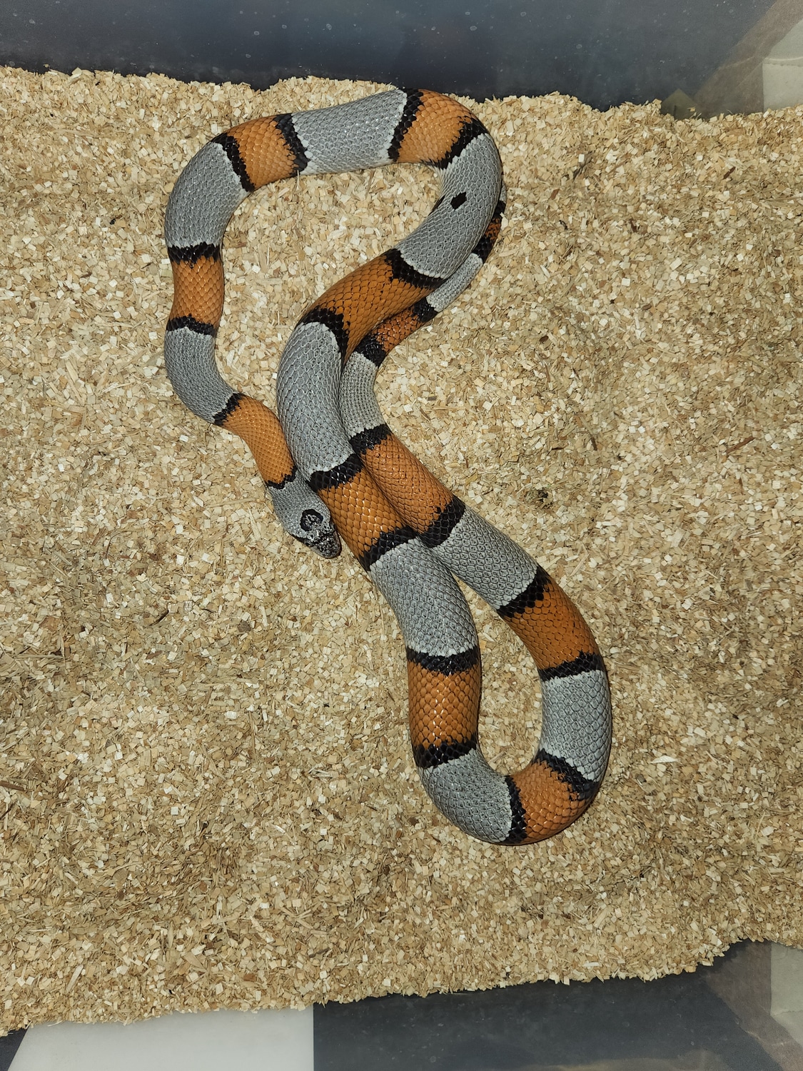 2017 Blair's Phase Female Gray-banded Kingsnake by JnB Reptiles ...