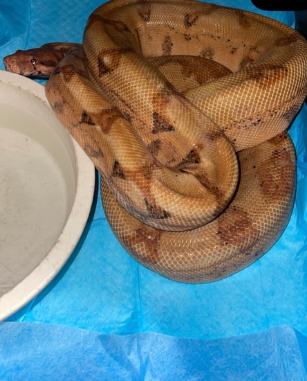 Super Hypo Blood Jungle Pods Het Kahl Boa Constrictor by J&J exotics