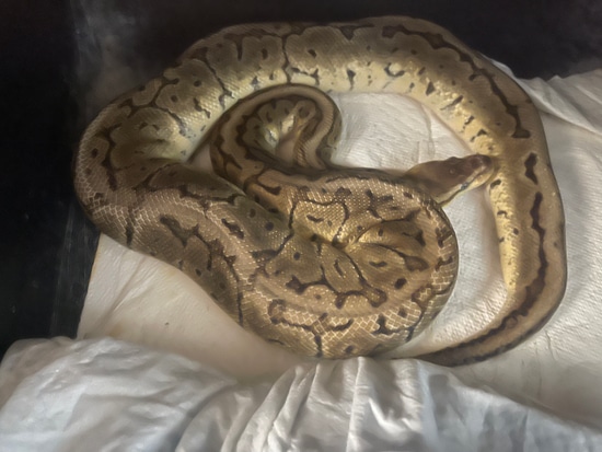 Ghi Lemon Blast Ball Python by J&J exotics