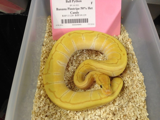 Banana Pinstripe 50% Het Candy Ball Python by Gateway City Reptiles