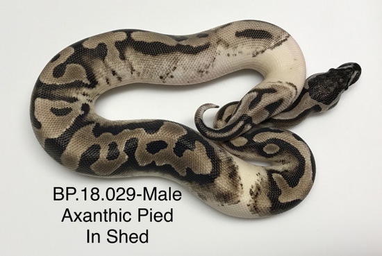 Axanthic (GCR) Pied - BP.18.029 Ball Python by Gateway City Reptiles