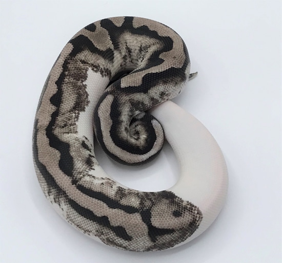 Axanthic Pied (GCR Line) Ball Python by Gateway City Reptiles