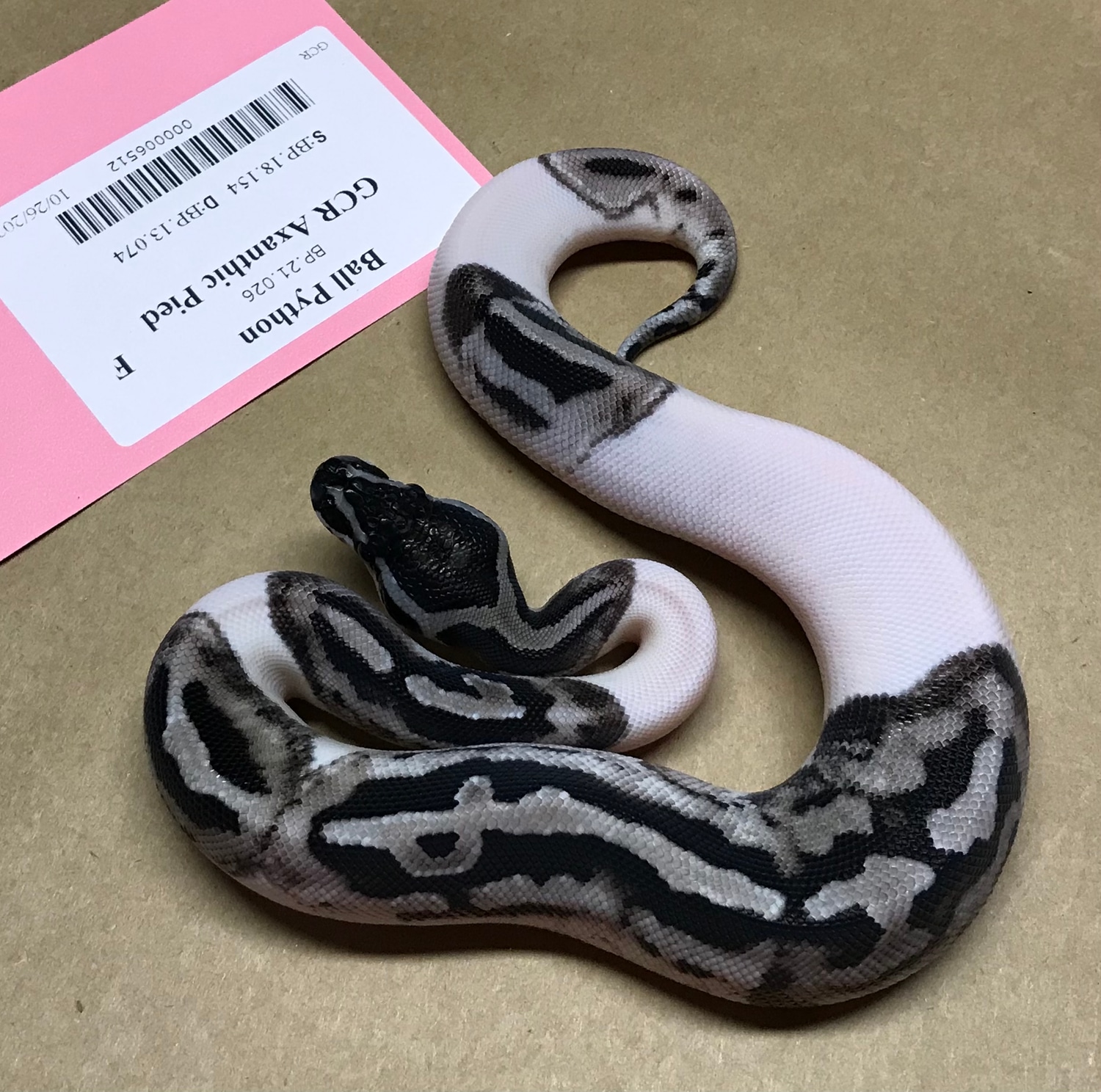 GCR Axanthic Pied Ball Python by Gateway City Reptiles - MorphMarket