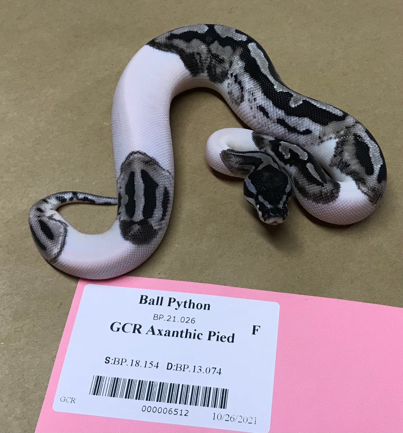 GCR Axanthic Pied Ball Python by Gateway City Reptiles - MorphMarket
