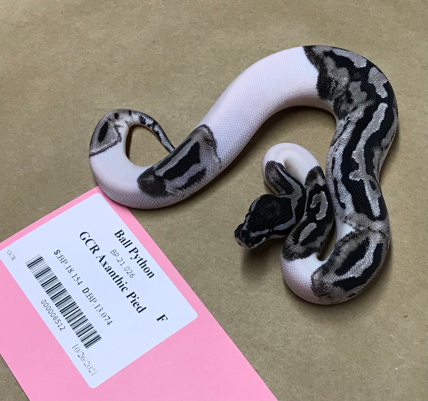 GCR Axanthic Pied Ball Python by Gateway City Reptiles - MorphMarket