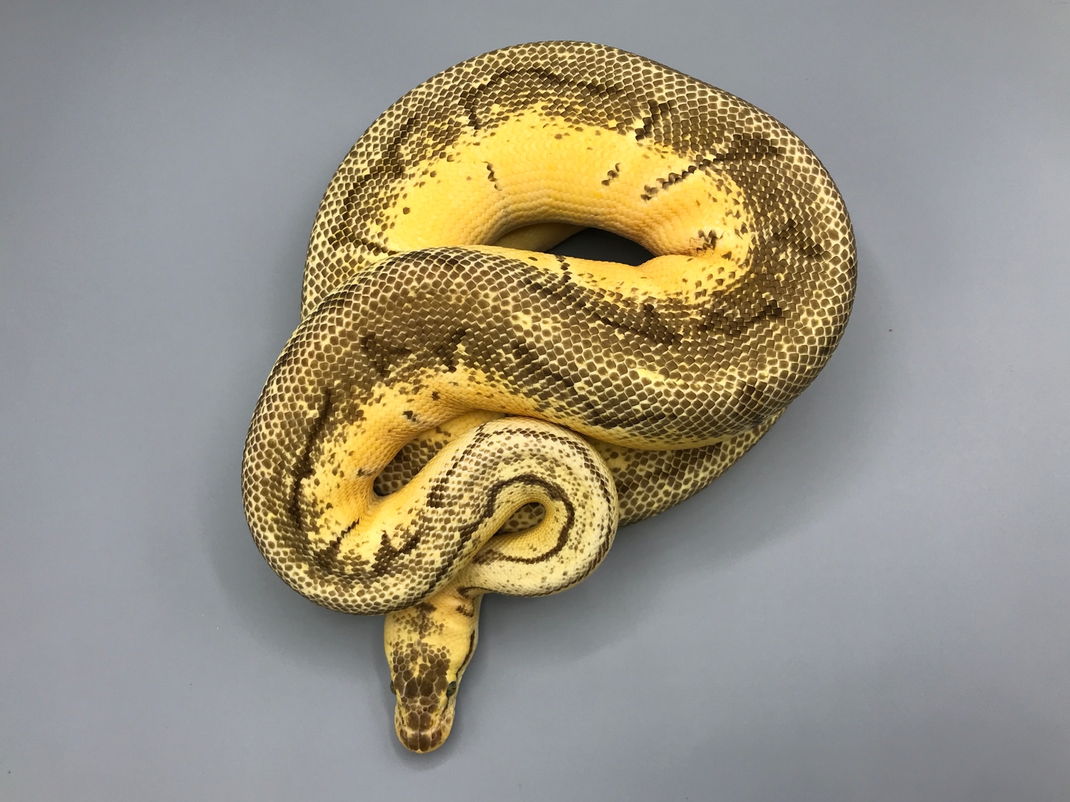 Pastel Pinstripe Fire Enchi Het Desert Ghost 50% Het Hypo Ball Python ...
