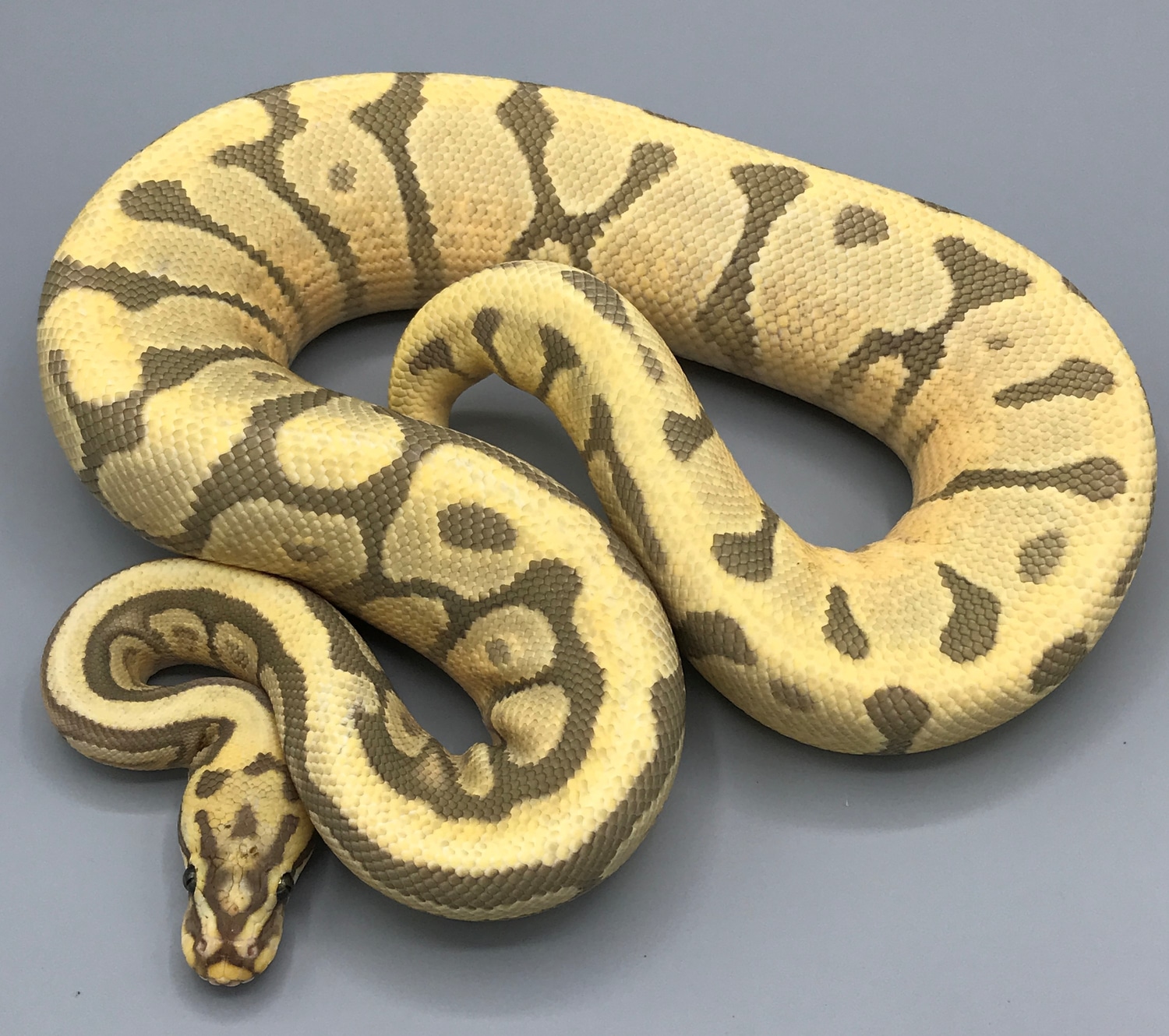 Spotnose Hypo Enchi Fire Het Desert Ghost Ball Python by Gateway City ...