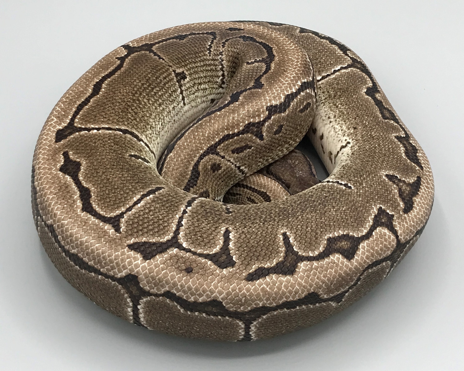 GCR Axanthic Pinstripe 66% Het Pied Ball Python by Gateway City Reptiles - MorphMarket