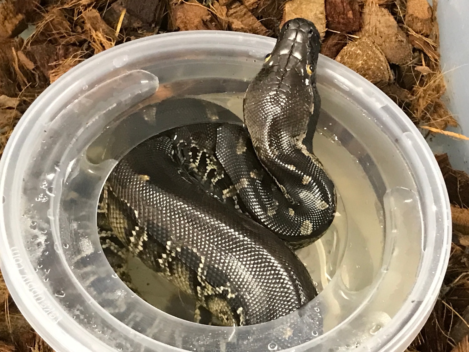 Multiples Available Sumatran Short-tailed Python by Gateway City ...