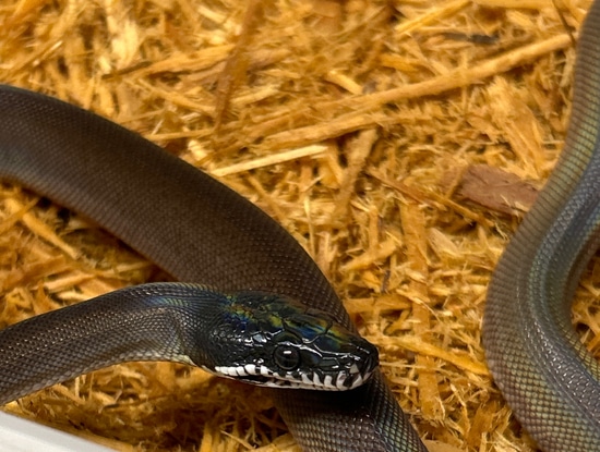 CB & B Southern Whitelip - Tanahmerah Locale White-Lipped Python by ...