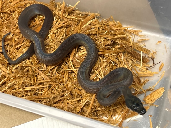 CB & B Southern Whitelip - Tanahmerah Locale White-Lipped Python by ...