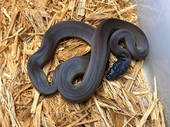 BWL.24.001 - Southern White-Lipped Python by Gateway City Reptiles