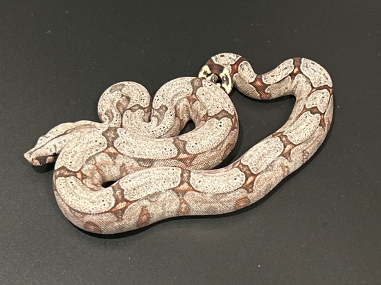 BCA.24.005 - Silverback Short-Tailed Boa Constrictor by Gateway City ...