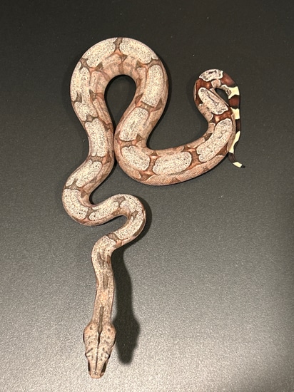 BCA.24.004 - Silverback Short-Tailed Boa Constrictor by Gateway City ...