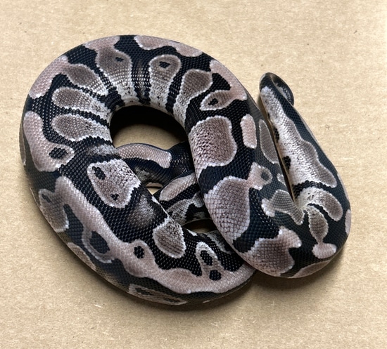 BP.24.030 - Axanthic (GCR) Dbl Het DG / Pied Ball Python by Gateway City Reptiles