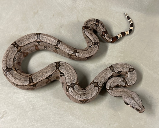 BCA.23.005 - Silverback Short-Tailed Boa Constrictor by Gateway City ...