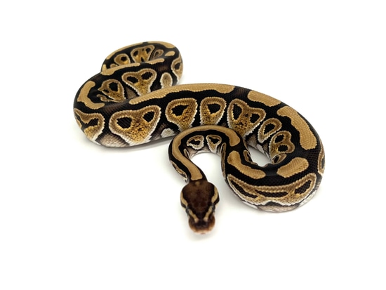 Single Gene Russo Ball Python by Trinity Herps