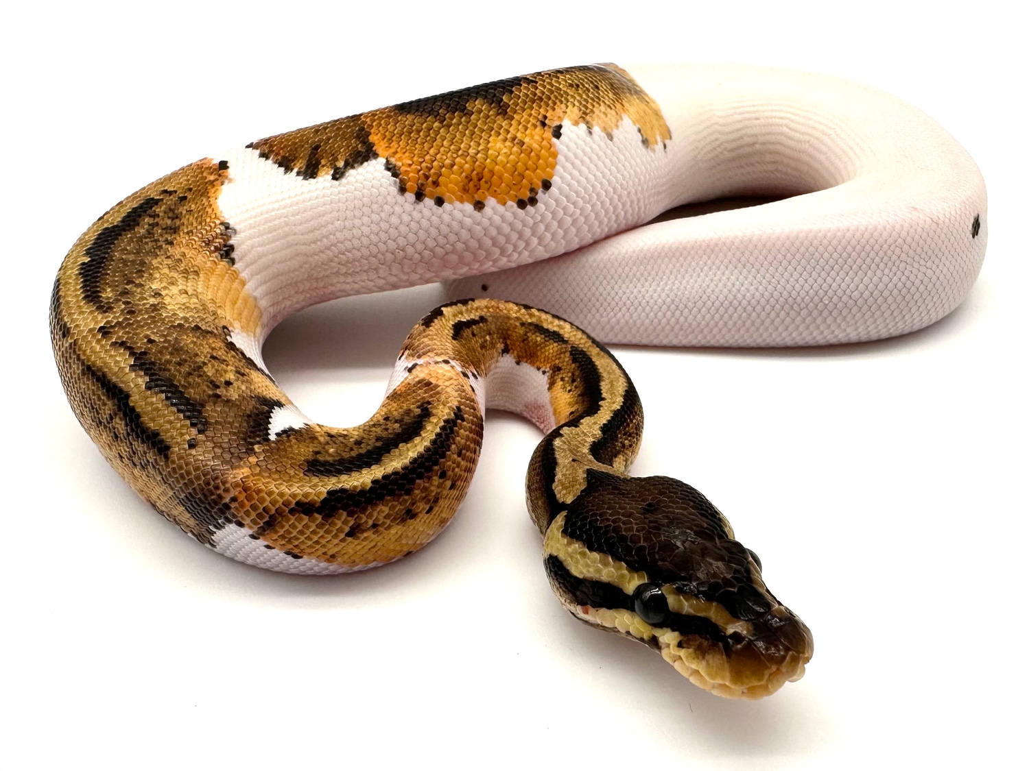 Pastel Sandblast Pied Ball Python by Trinity Herps - MorphMarket