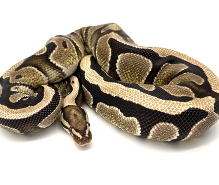 Trinity Herps - MorphMarket