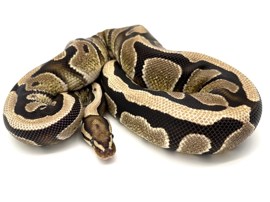 Disco 100% Triple Het: Hypo, VPI Axanthic, Clown Ball Python by Trinity ...