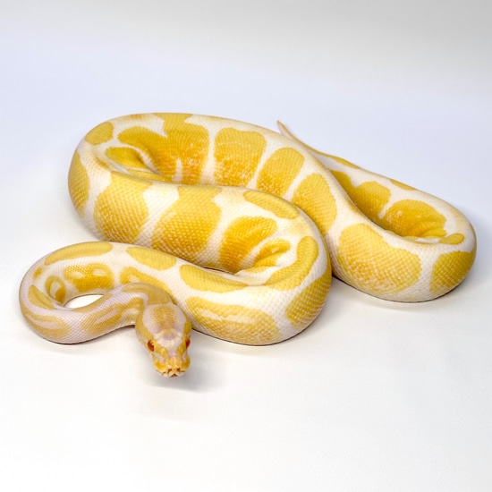 HC Albino Ball Python by Trinity Herps