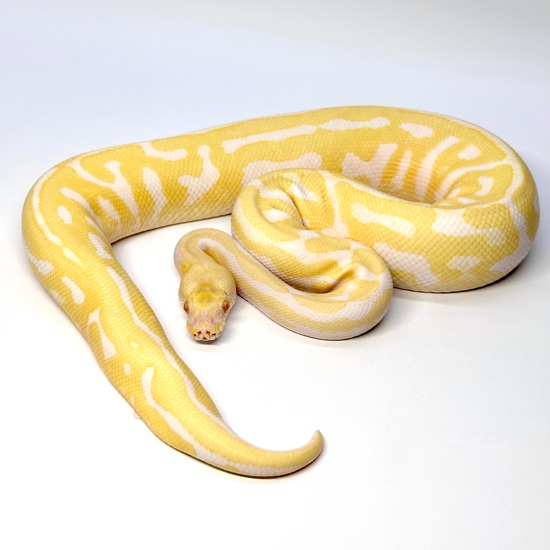 HC Albino Leopard Spotnose Ball Python by Trinity Herps