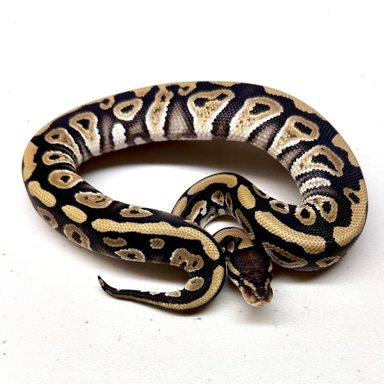 Phantom POS Het DG Cryptic Axanthic (TSK) Clown Ball Python by Trinity ...