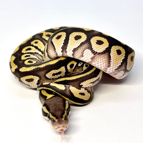 Super Pastel Mojave Ball Python by Trinity Herps