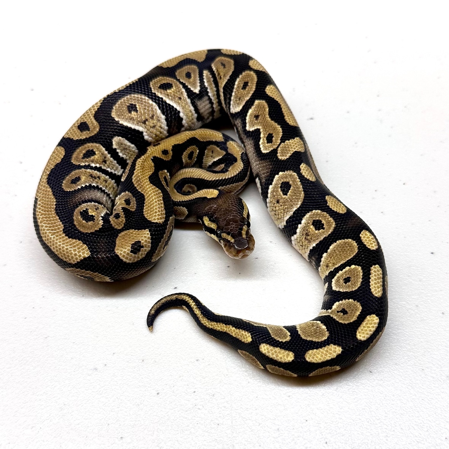 Phantom POS Het Desert Ghost, Cryptic / TSK Ax, Clown Ball Python by ...