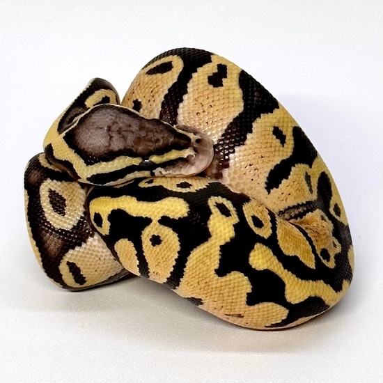 Enchi OD FireFly DH Clown Pied POS Blade Ball Python by Trinity Herps