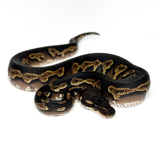 Super BH YB Red Gene Ball Python by Trinity Herps