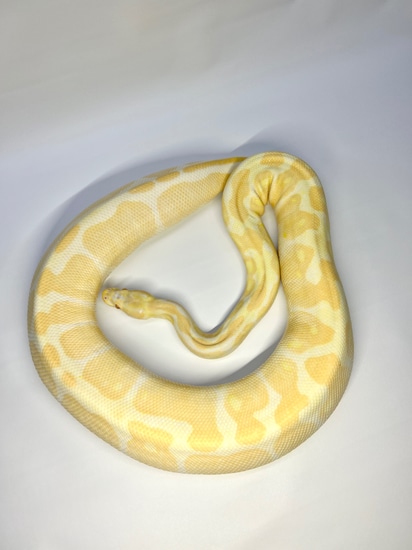 Albino Yellow Belly Ball Python by Trinity Herps
