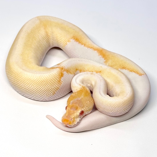Albino Black Pastel Champagne POS Het Pied - ASF ONLY Ball Python by ...