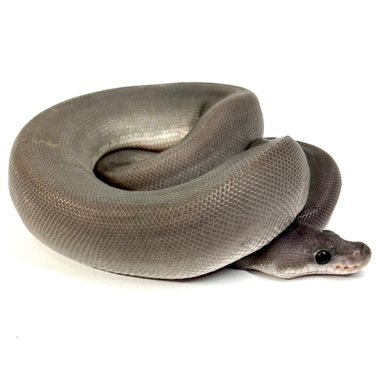 Super Cinnamon Hypo Ball Python by Trinity Herps