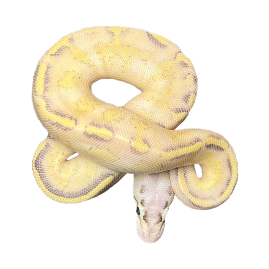 Enchi Puma (YB Spark) Ball Python by Trinity Herps