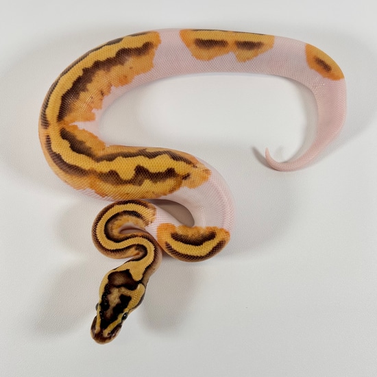 OD Enchi Firefly GeneX Pied Ball Python by Trinity Herps