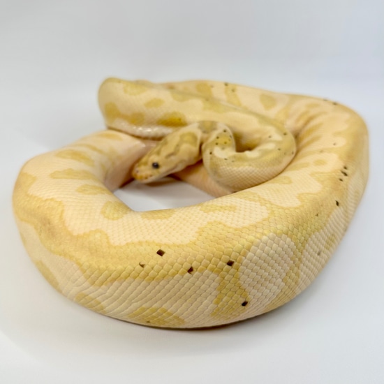 Banana Spotnose Clown POS YB *Female Maker* Ball Python by Trinity Herps