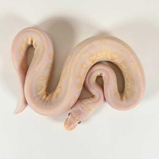 Black Pewter Mojave Albino/Candino Ball Python by Trinity Herps